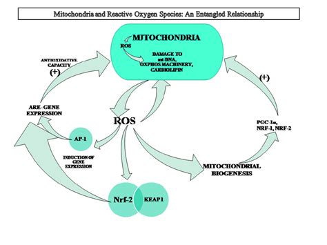 Ros Effects On Mitochondria Ros Can Increase Biogenesis And Download Scientific Diagram