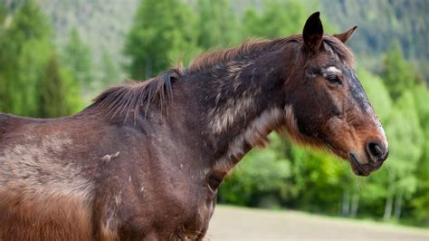 Equine Cushings Disease Or Pituitary Pars Intermedia Dysfunction Ppid