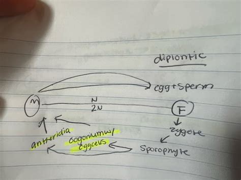 Life Cycles And Things Flashcards Quizlet