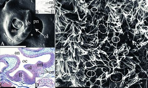 Definitive Nostrils A The Scheme Of The Olfactory Rosette B Its