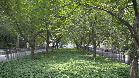 How To Grow Japanese Spurge Evergreen Ground Cover Plants Homes And