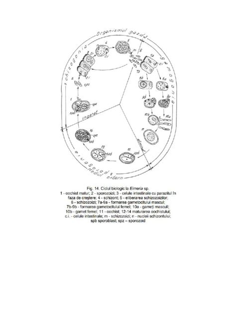 Ciclul Biologic La Eimeria Pdf