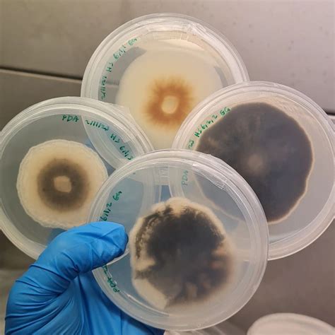 From Decomposing Organic Matter To Forming Symbiotic Relationships