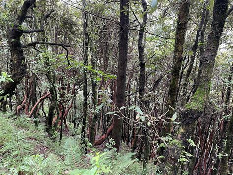 Devdar Woods Hotel Updated 2025 Reviews And Photos