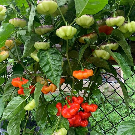 Buy Ajicito Aji Dulce Seeds Puerto Rican Sweet Pepper Aji Gustoso