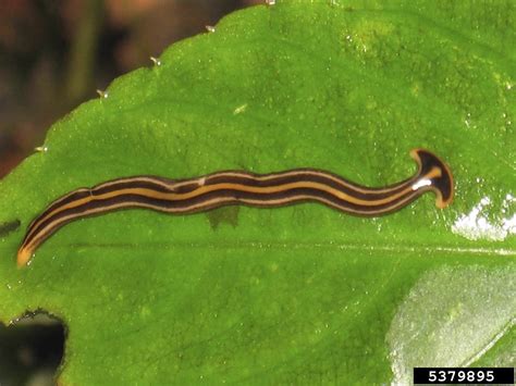 Hammer Headed Worm