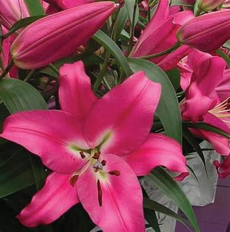 Pink Pixie Dwarf Asiatic Lily