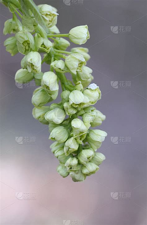 大叶枫花，科维尚山谷，温哥华岛，不列颠哥伦比亚省，加拿大