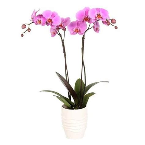 Jolly Floristten Geciken Doğum Günü Çiçeği Teslimatı Ve Cevapsız Müşteri Hizmeti Şikayetvar