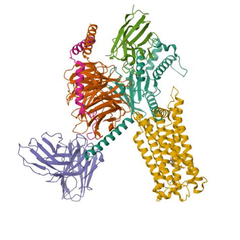 Rcsb Pdb 8iuk Cryo Em Structure Of The Pgf2 Alpha Bound Human Ptgfr