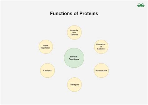 Stability Of Protein Geeksforgeeks