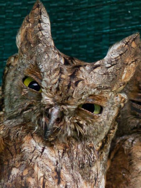 Petit Duc Scops Balade Randonnée Près De Chez Vous