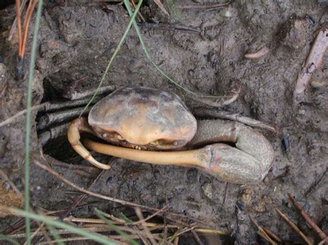 Adw Maxillopoda Information