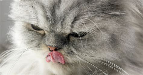 Heavy Breathing Cat Whats Going On Emergency Vet 247