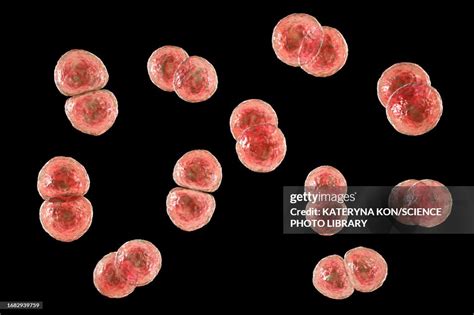 Streptococcus Pneumoniae Bacteria Illustration High Res Vector Graphic
