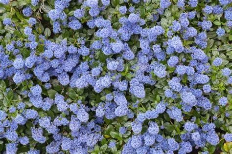 Ceanothus Thyrsiflorus Var Repens Creeping Blue Blossom
