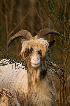 900 Ideeën Over Goats Geiten Schapen Dieren
