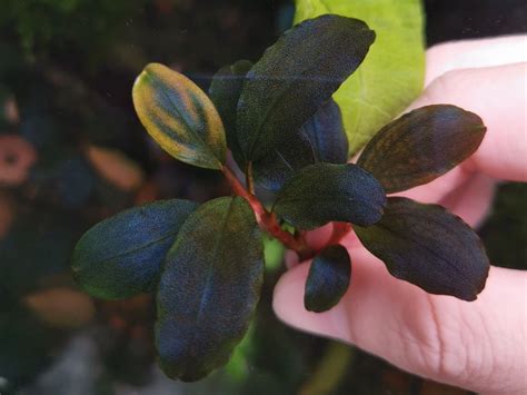 Bucep Bucephalandra Brownie Neo 2 Heads Furniture And Home Living