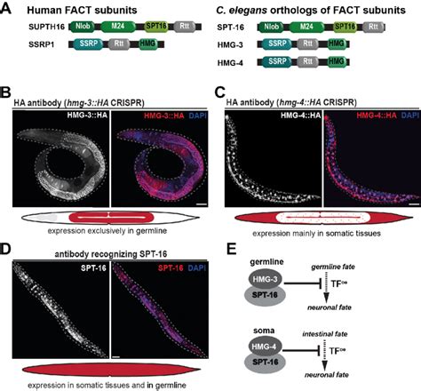 Subunits And Expression Patterns Of Fact In C Elegans A Models Of Download Scientific
