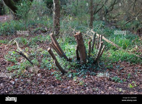 Woodland Management Several Narrow Stumps Of A Tree In A Wooded