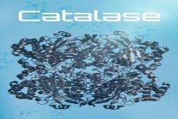 Anti Agingsupplementen Catalase L Glutathion And Dismutase