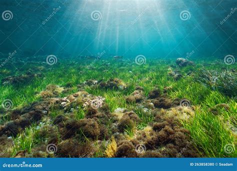Seagrass And Algae At Diana Massey Blog