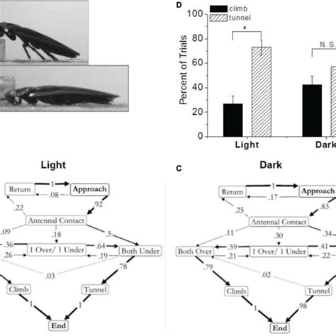 Diagram Of The Cockroach Brain Central Complex Is Within Red Download Scientific Diagram