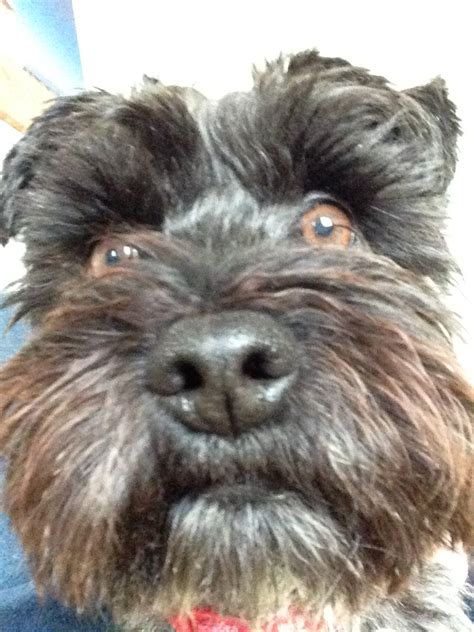 Cairn Terrier Schnauzer Mix