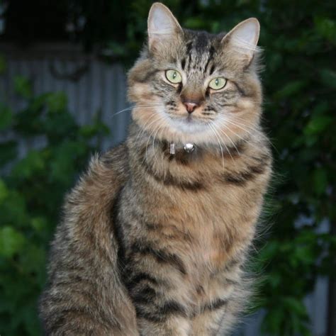 Michael Halverson Youtube