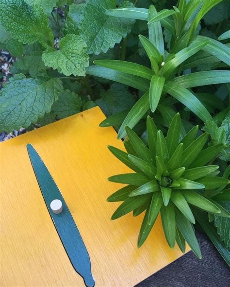 Exploring Different Leaf Shapes In Nature At Westside Montessori School