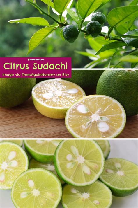 Cold Hardy Citrus Plants Varieties And Where They Grow Gardensall