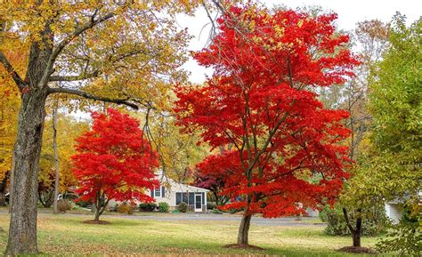 Best Shade Trees For Your Yard The Home Depot