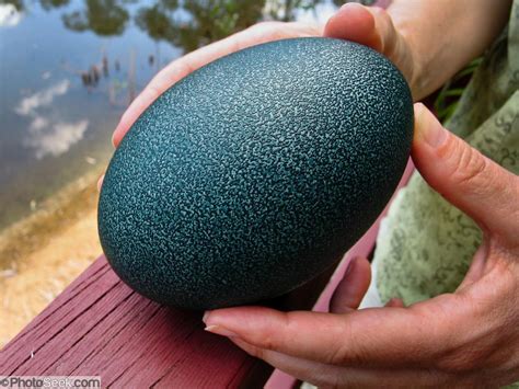 Emu Bird Eggs Ablaze Macsrs And Finserv Private Limited In Delhi