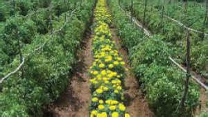 Krishi Gyaan Trap Crop In Cropping Ecosystem Helps Control Insect Pest Of Field