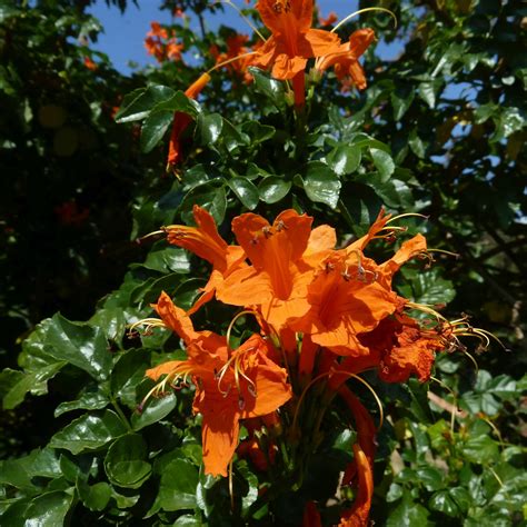 Tecoma Capensis Pianta Rampicante Con Fiori Arancioni