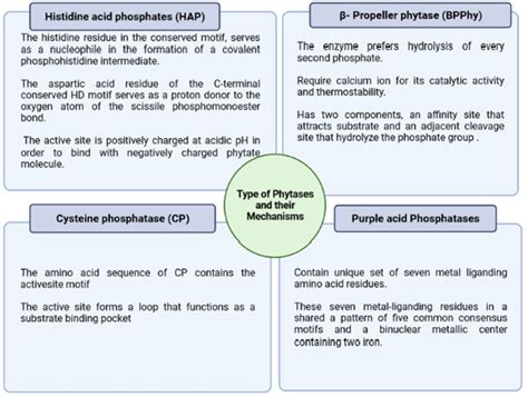 Insight Into Phytase Producing Microorganisms For Phytate