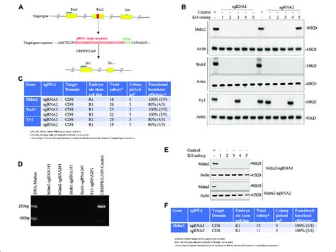 Knockout Validation In Pluripotent Stem Cells A Simplified Download Scientific Diagram