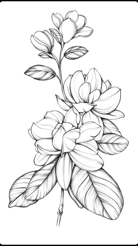 Sampaguita Plant Clipart