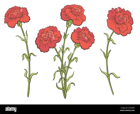 Red Carnation Drawing Easy At Larry Webb Blog