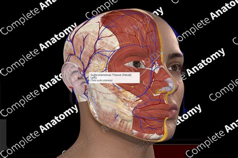 Subcutaneous Tissue Head Left Complete Anatomy