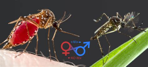 A Mosquito Sex Determining Gene Could Help Fight Dengue Fever Life