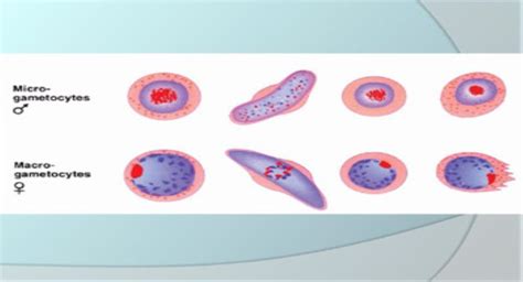 Download Free Medical Taxonomic Classification Of Plasmodium Powerpoint Presentation