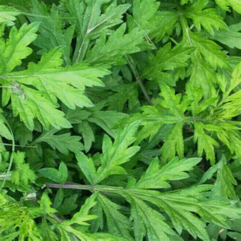 Artemisia Live Plants Etsy