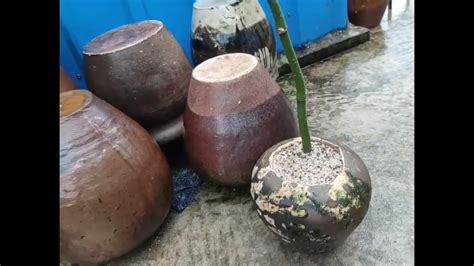 小叶簕竹分解出来小叶簕竹盆景 竹子 Youtube