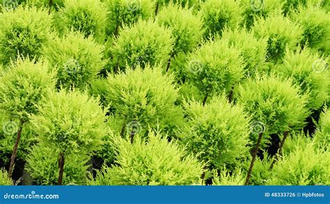 Small Topiary Trees Pruning Garden Isolated On White Background Decroated By Green Yellow