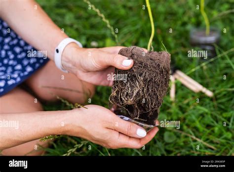 The Process Of Planting Paulownia The Root System In The Hands Of The Gardener Young Green
