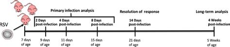 Sex Associated Tslp Induced Immune Alterations Following Early Life Rsv