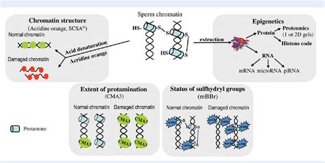 Figure 2 From Toxicants And Human Sperm Chromatin Integrity Semantic