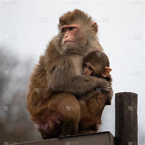 猴妈妈和猴宝宝