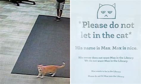 Curious Cat Gets Kicked Out Of Library But Gains Massive Fame On The